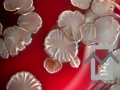 Bacillus Subtilis Colony On Blood Agar